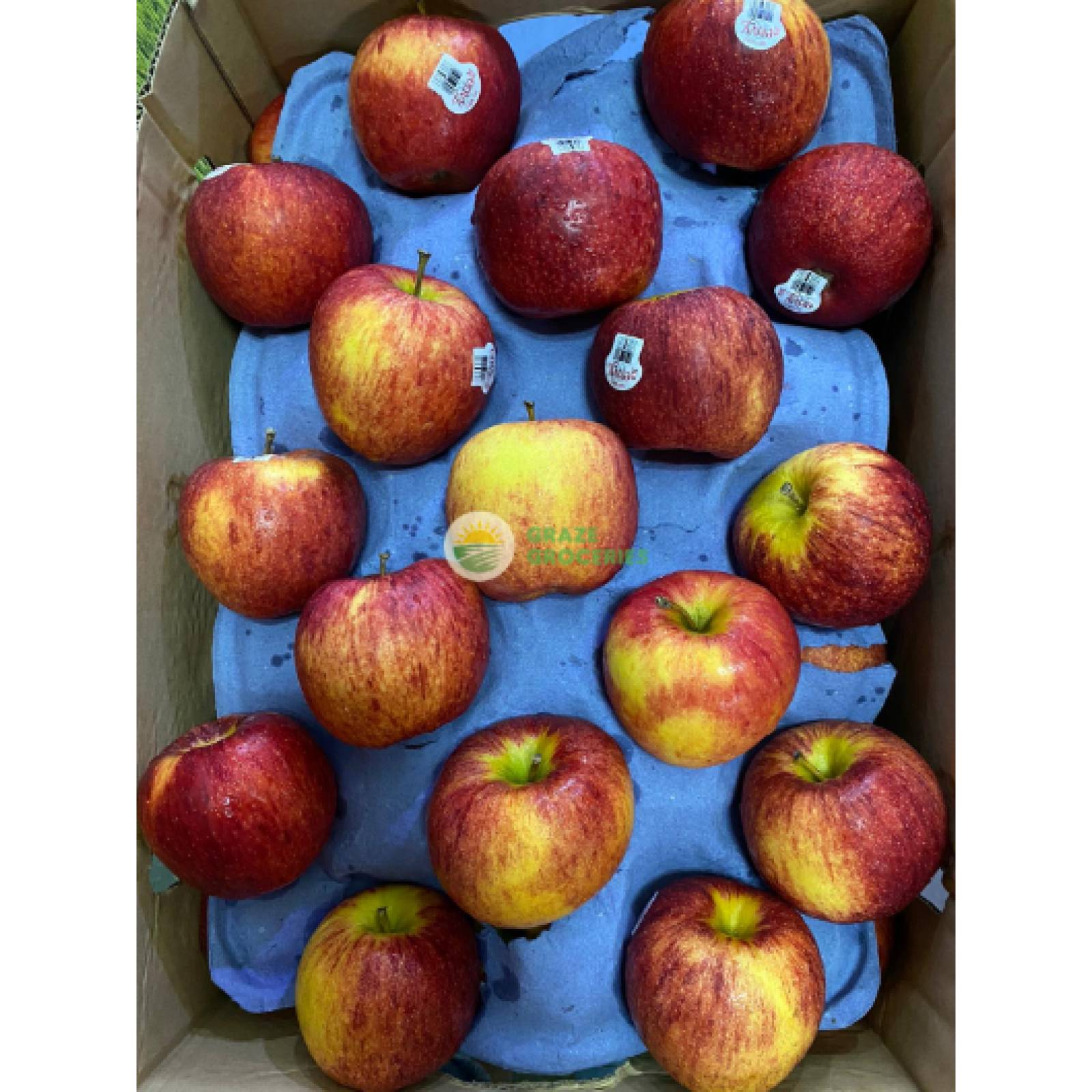 New Zealand ENVY Apples 3616 Large