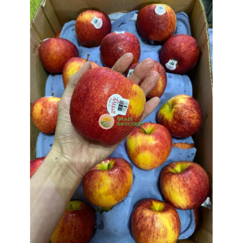 New Zealand ENVY Apples 3616 Large